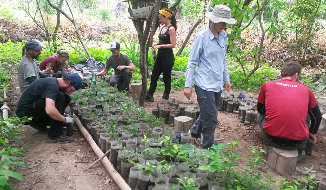 Tree Production at the Greenhouse - Planet Drum Foundation