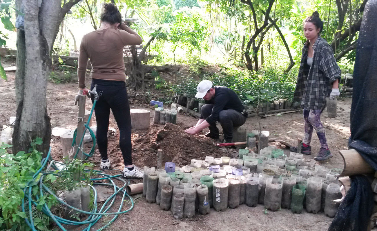 Transplanting Seedlings - Planet Drum Foundation